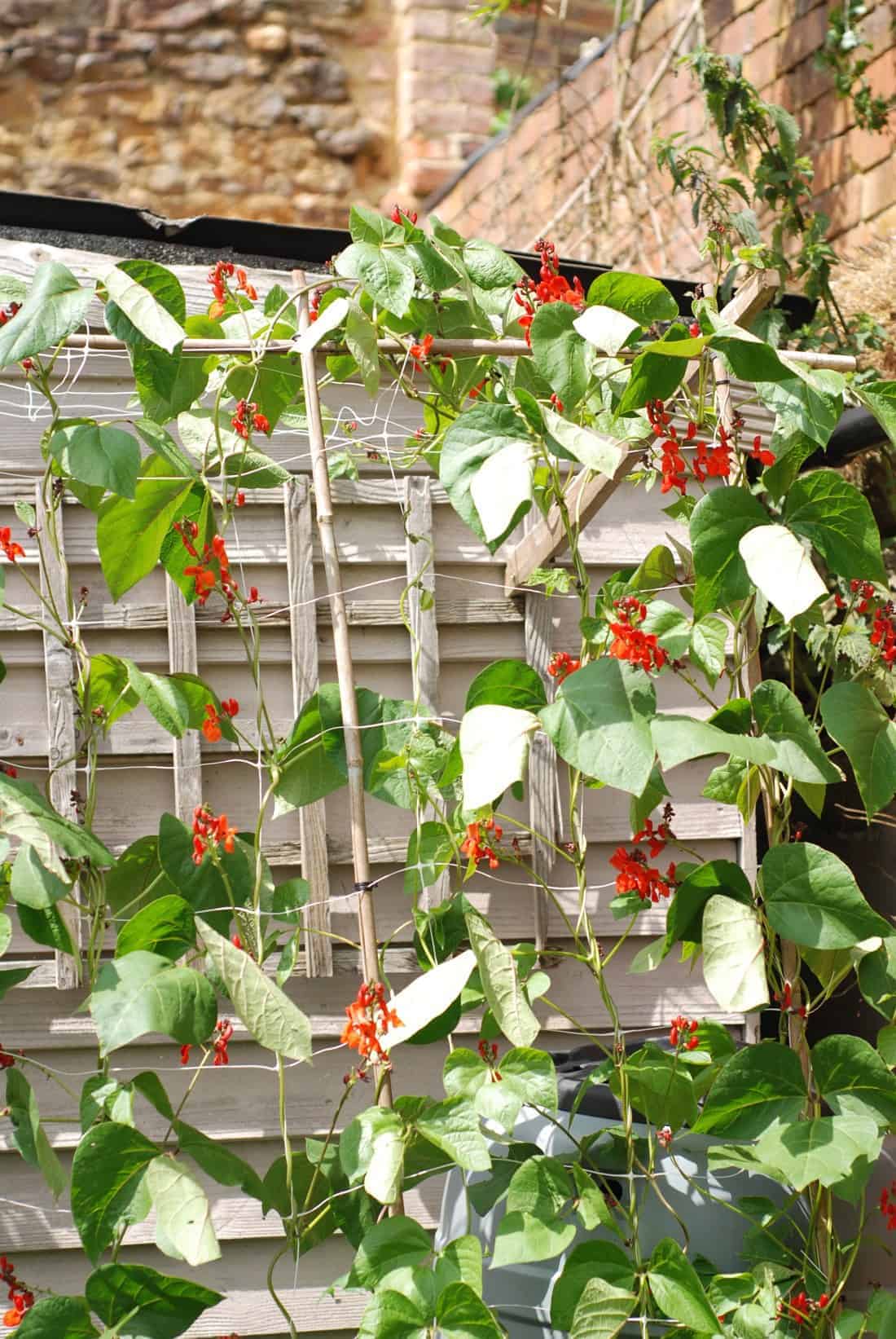 Homemade Rhubarb Cordial Recipe by The Listed Home